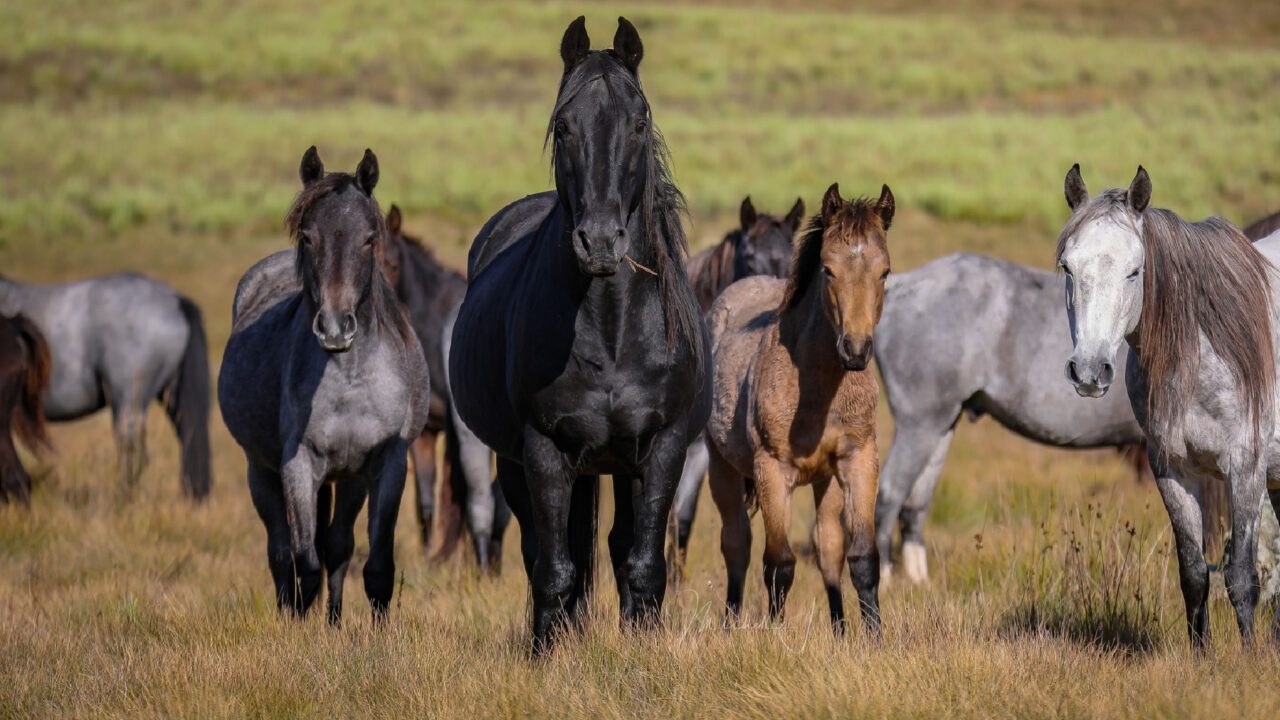 HOME - BRUMBY FACTS